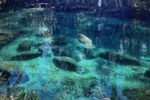 The 10 Best Locations To See Manatees In Florida Keys | Florida Keys ...