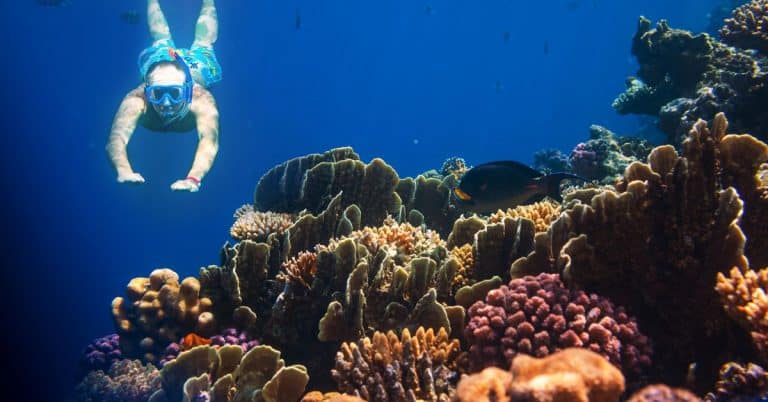 10 Best Spots For Snorkeling In The Florida Keys