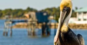 The Ultimate Guide to Cedar Key Beach | Florida Keys Camping