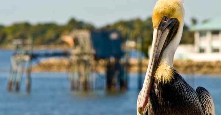 The Ultimate Guide to Cedar Key Beach | Florida Keys Camping