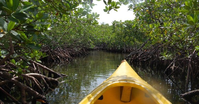 Kayaking In Key Largo: A Fun Way To Explore The Waters | Florida Keys ...