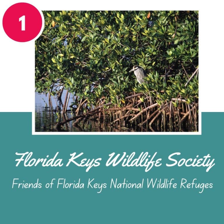 Best Florida Keys Islands 2024 | Florida Keys Camping