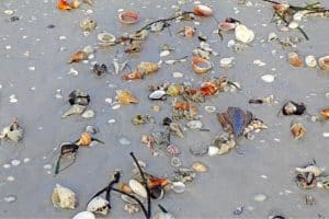 Shelling In The Florida Keys | Florida Keys Camping