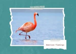 Florida Keys Birding: 2024 Guide | Florida Keys Camping