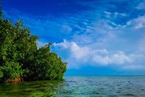 Mangroves In Key West: 2024 Guide | Florida Keys Camping