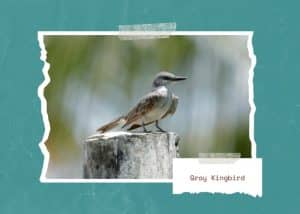Florida Keys Birding: 2024 Guide | Florida Keys Camping