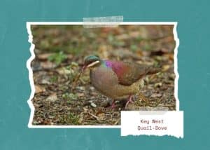 Florida Keys Birding: 2024 Guide | Florida Keys Camping